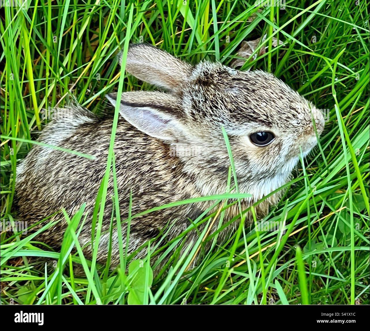 Baby Rabbit of the Northeastern United States Stock Photo - Alamy