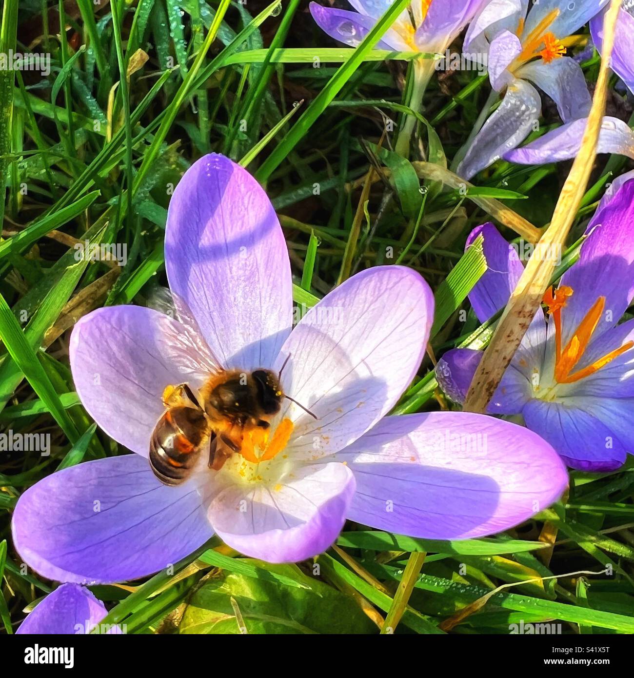 Spring is coming: Early bee Stock Photo - Alamy