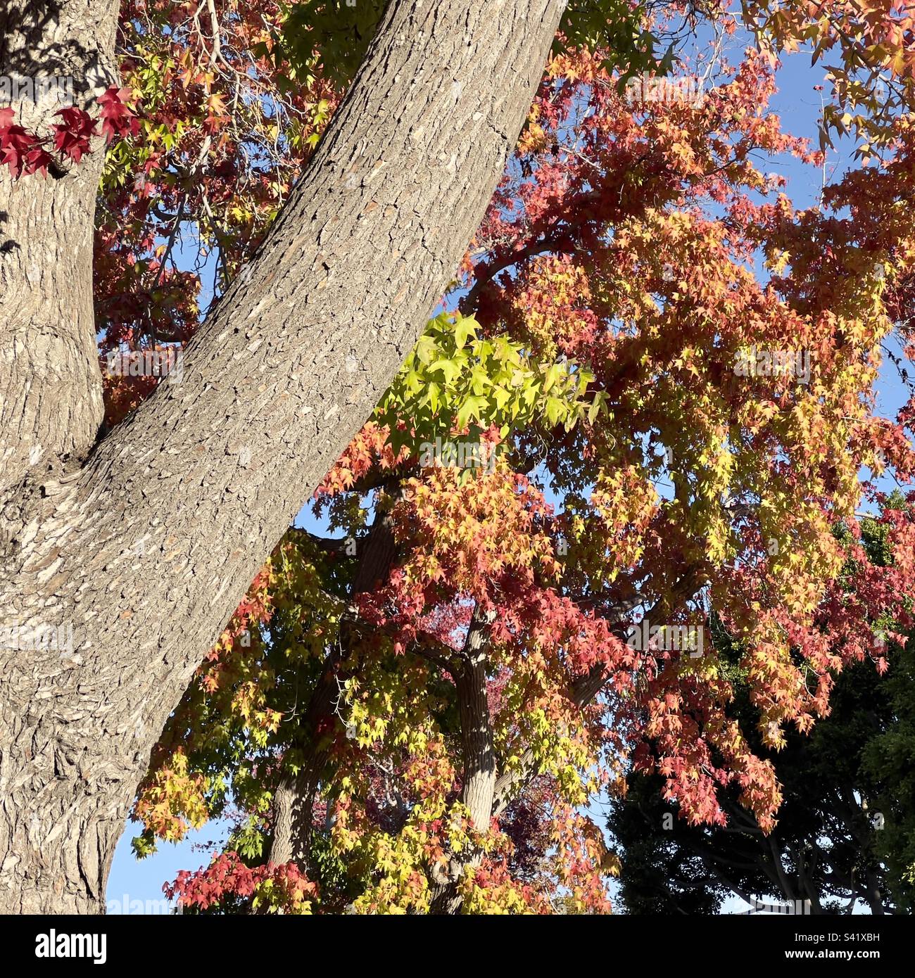 Looking up at red and gold autumn leaves on a maple tree in southern ...