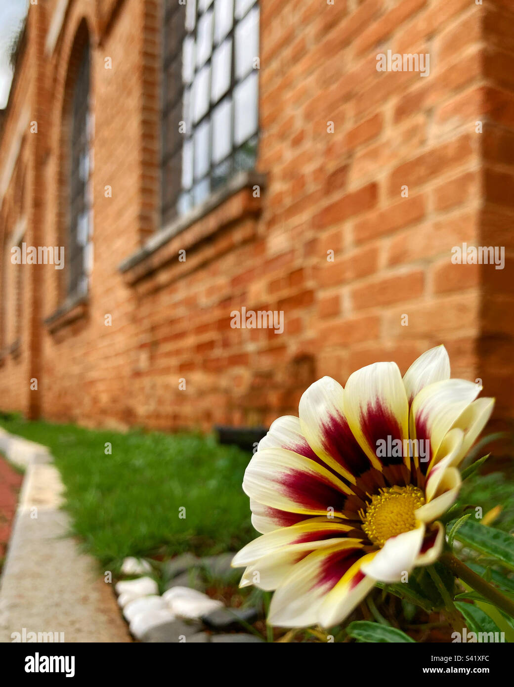 Flower in the wall hi-res stock photography and images - Alamy