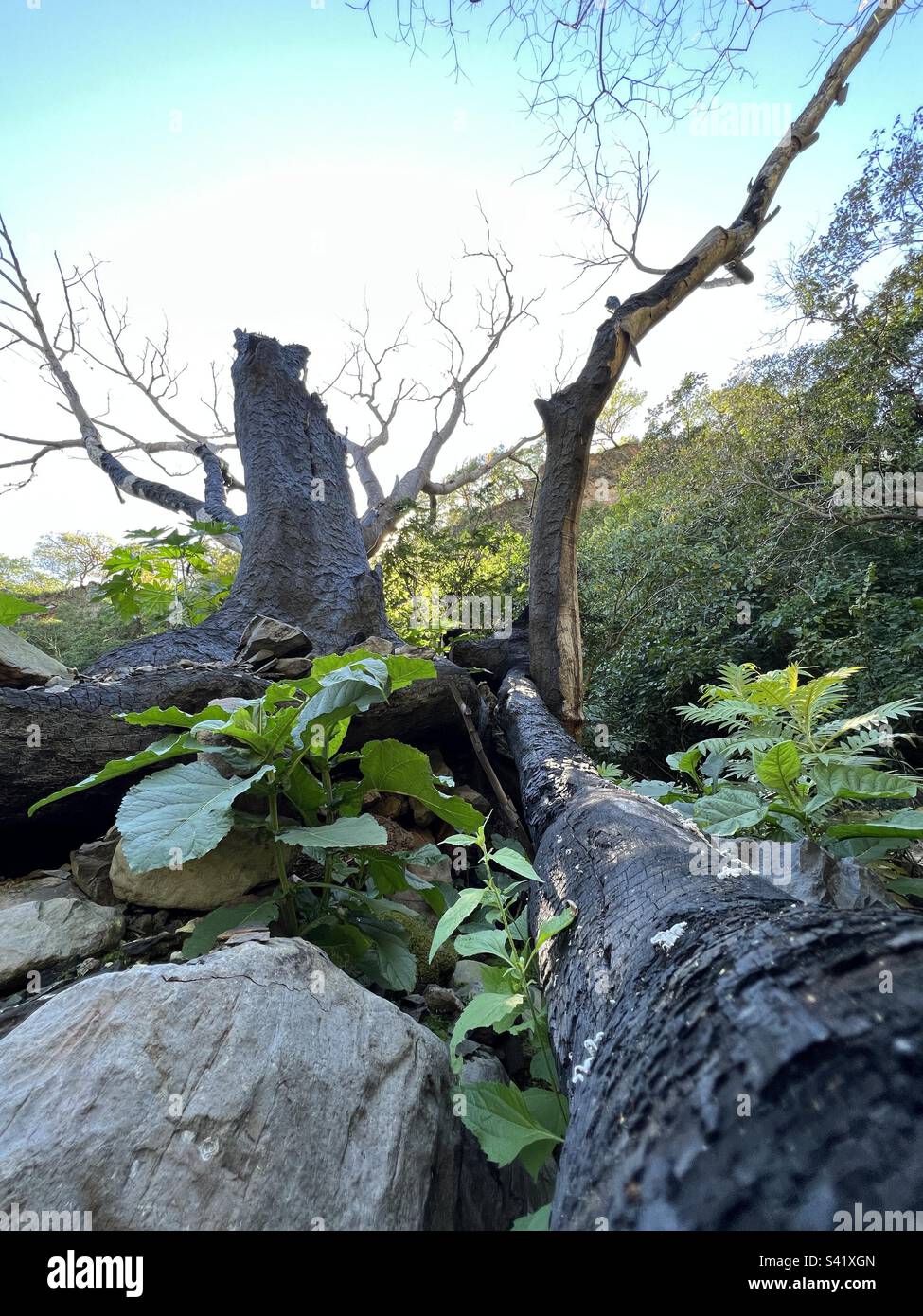 Hit by lightning hi-res stock photography and images - Alamy