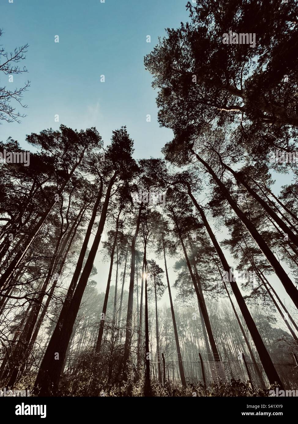 Atmospheric trees hi-res stock photography and images - Alamy
