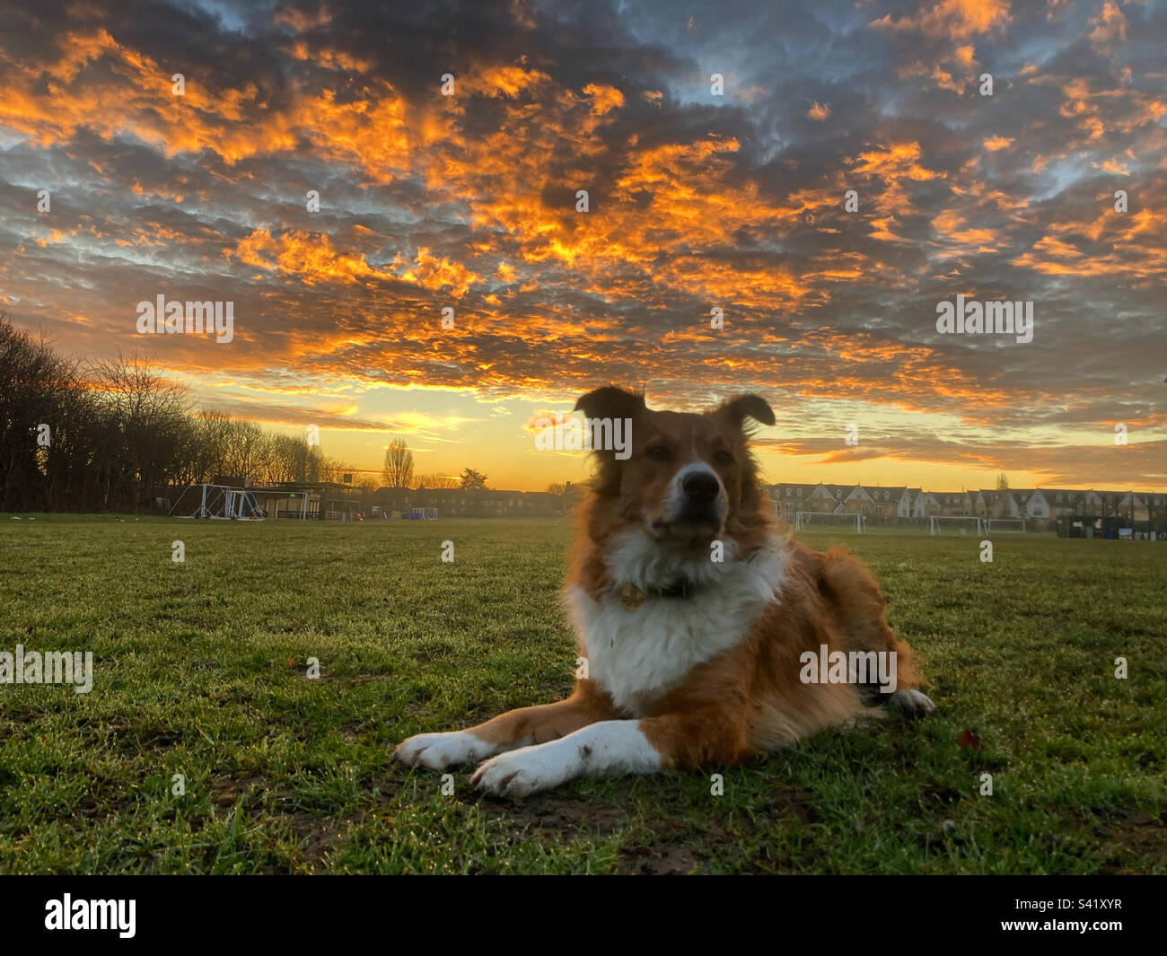 Sunrise with dog hi-res stock photography and images - Alamy