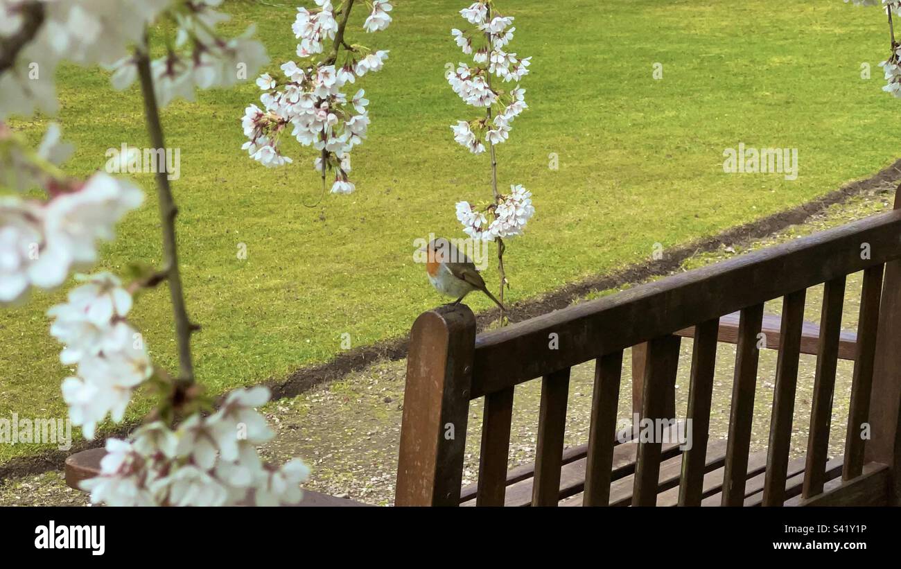 Robin on bench hi-res stock photography and images - Alamy