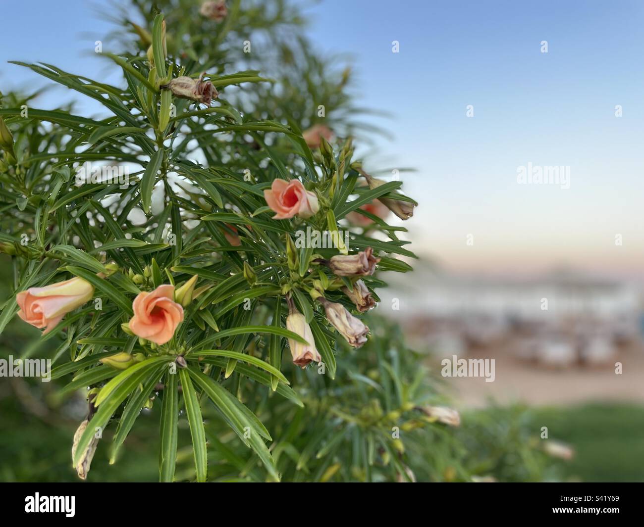 Mesmerizing flowers hi-res stock photography and images - Alamy