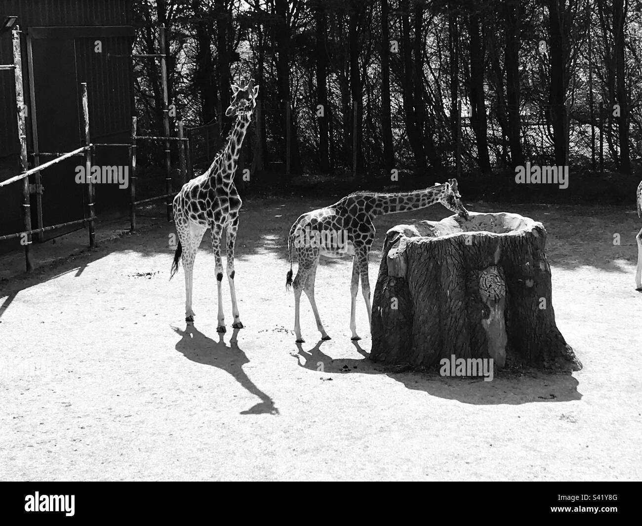 White giraffe hi-res stock photography and images - Alamy