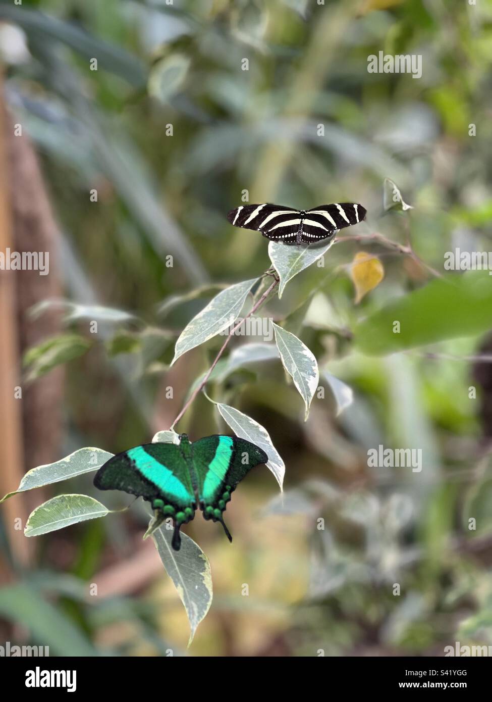 Farm butterfly hi-res stock photography and images - Alamy