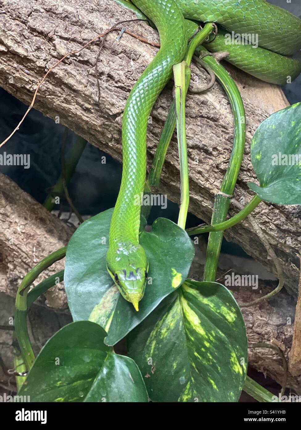 Rhino snake hi-res stock photography and images - Alamy