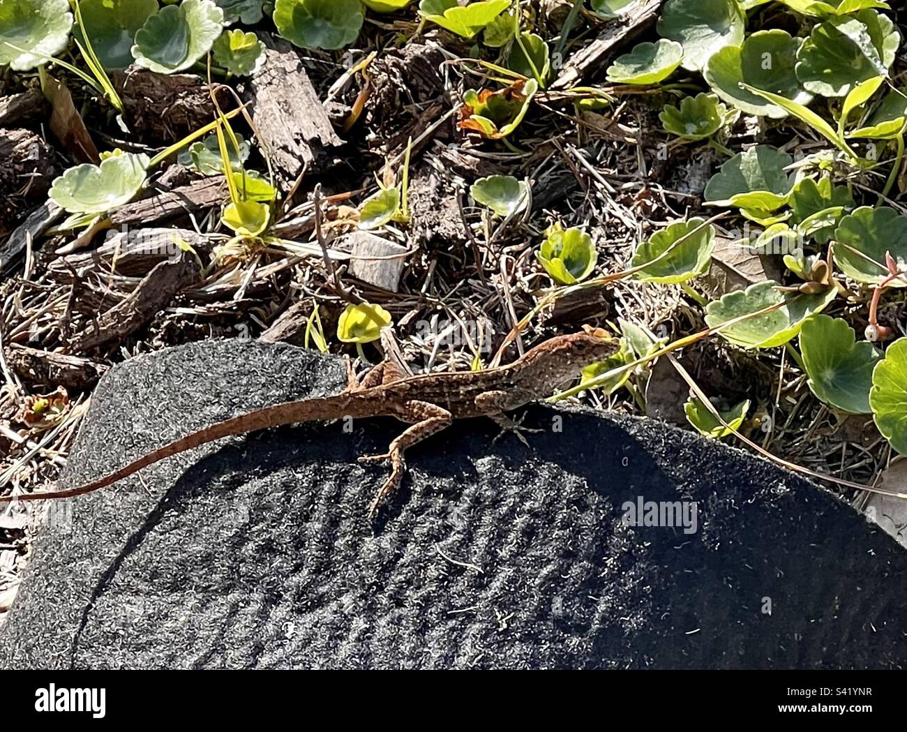 Zoom wildlife hi-res stock photography and images - Alamy