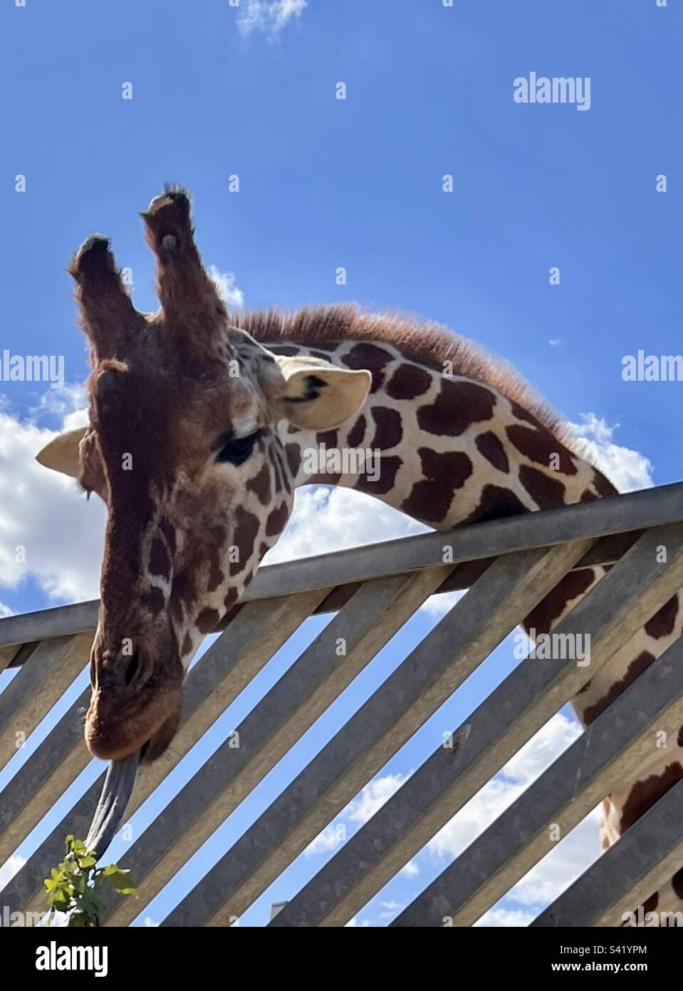 Giraffe hello hi-res stock photography and images - Alamy