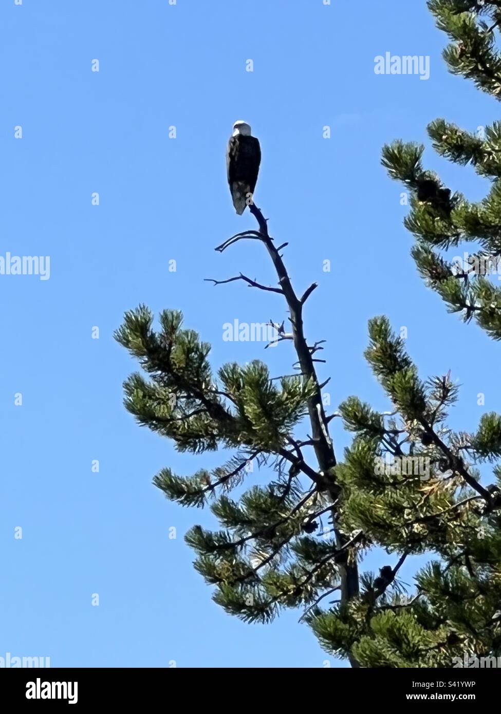 Eagle blue hi-res stock photography and images - Alamy