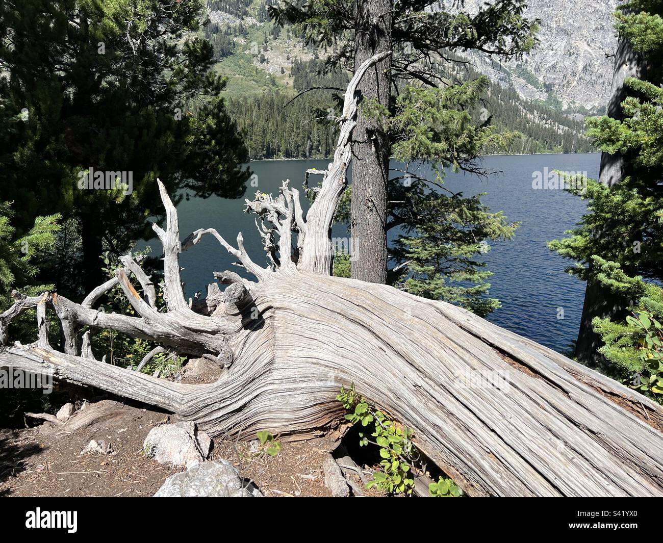 Bleached trees hi-res stock photography and images - Alamy