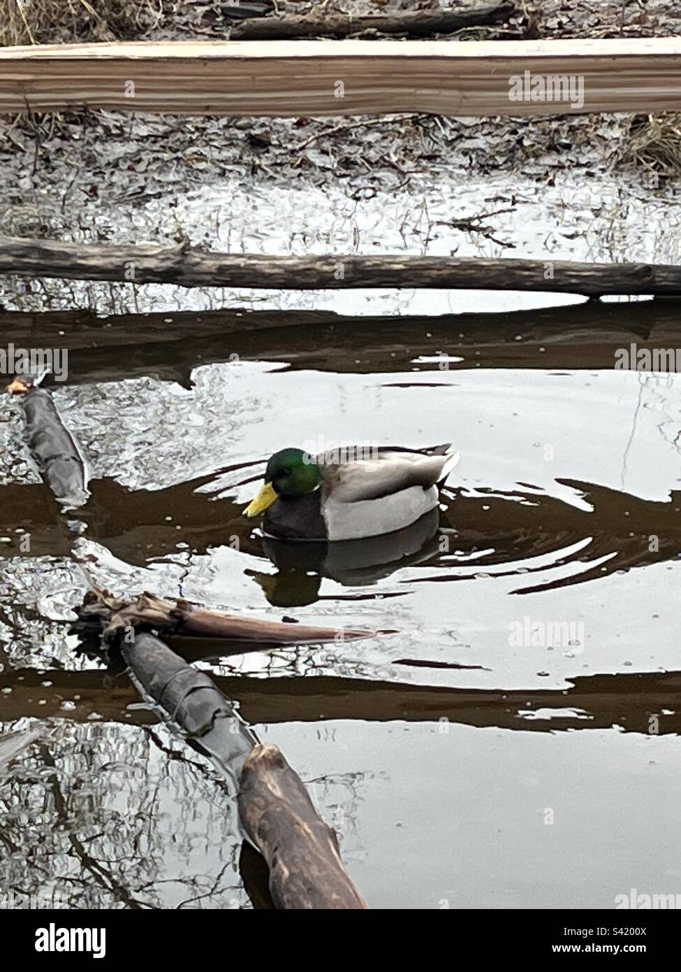 Bird swim hi-res stock photography and images - Alamy