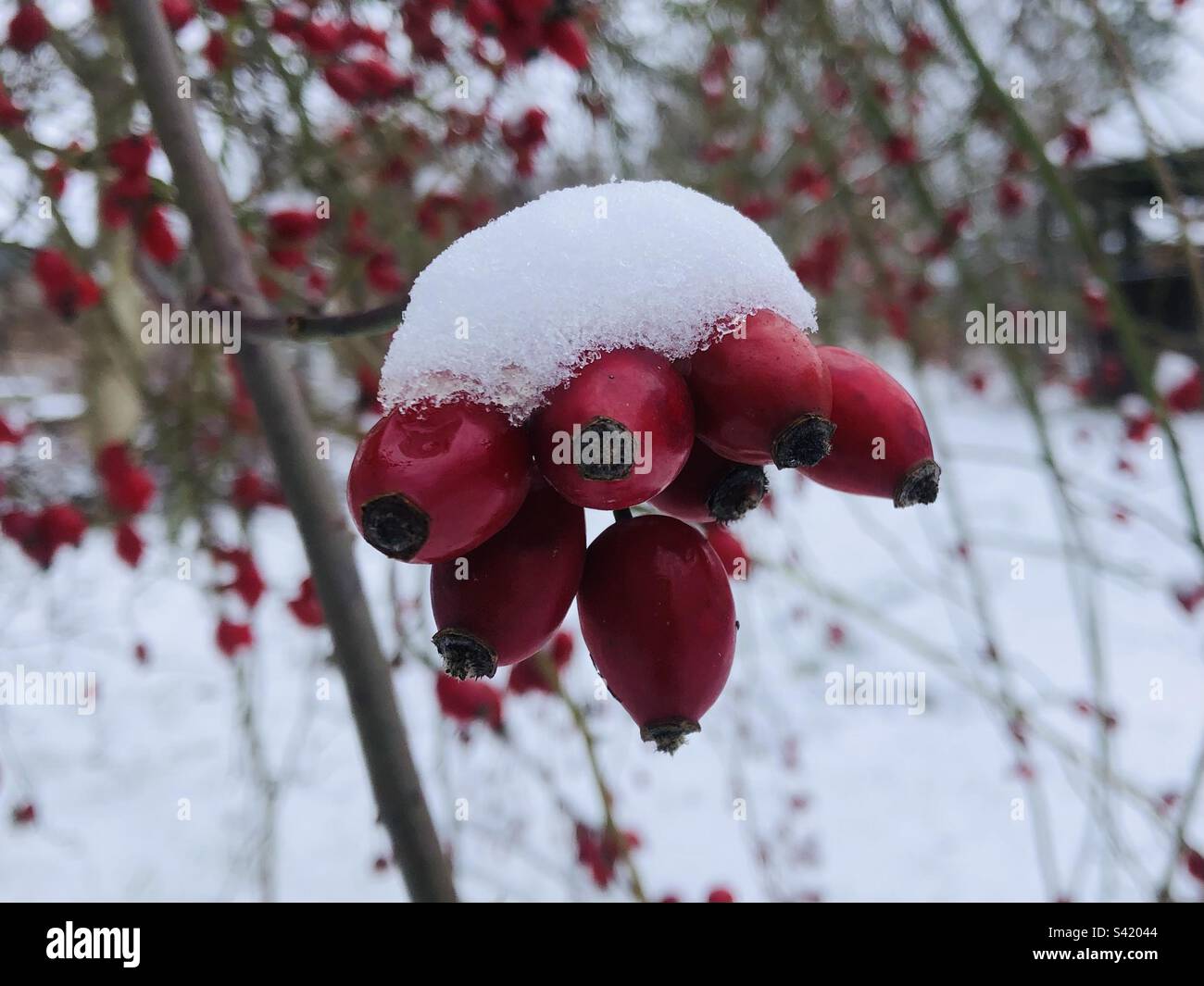 Winter berries snow hi-res stock photography and images - Alamy
