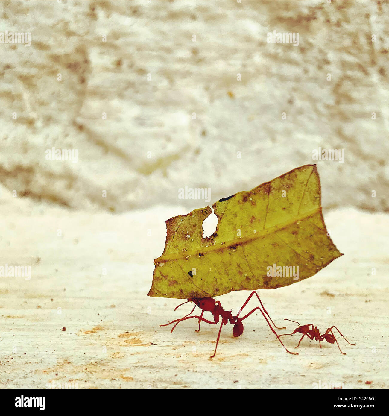 Exemples work hi-res stock photography and images - Alamy
