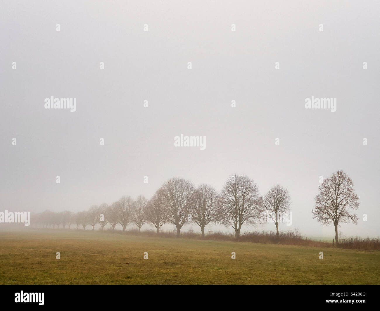 Trees in the mist. Oxfordshire Stock Photo - Alamy