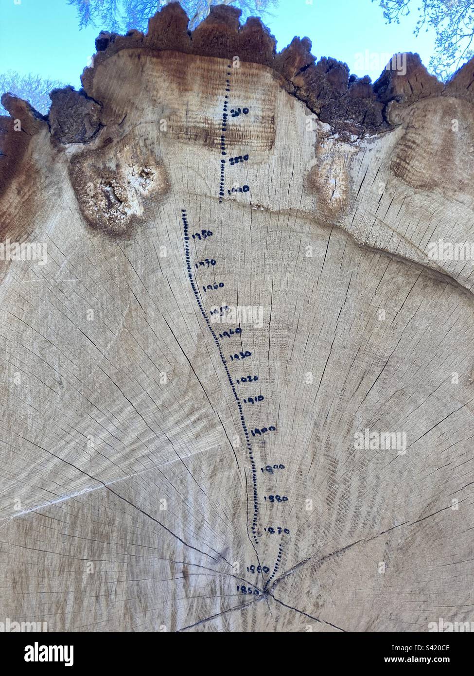 Tree rings dates hi-res stock photography and images - Alamy