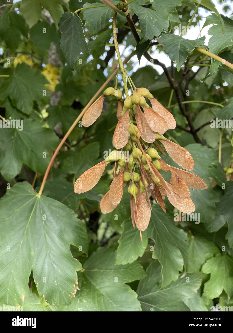 Sycamore tree seeds hi-res stock photography and images - Alamy