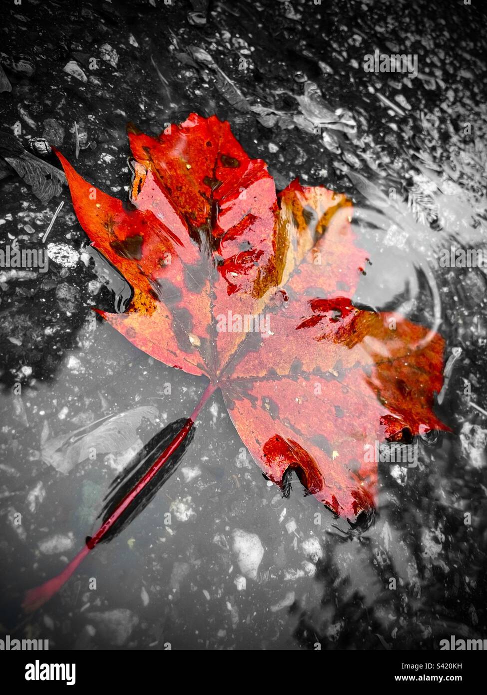 Maple leaf art hi-res stock photography and images - Alamy