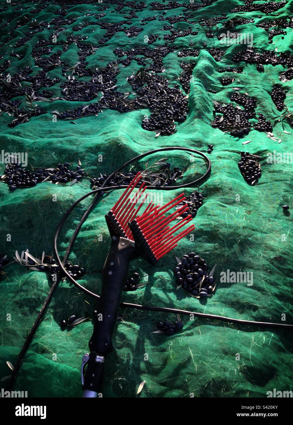 Olive harvesting, machine hi-res stock photography and images - Alamy