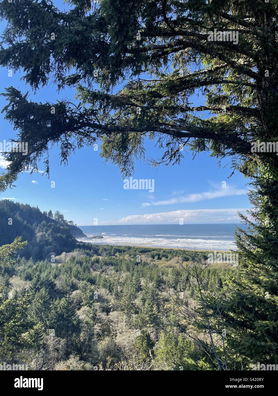 Forest meets sea hi-res stock photography and images - Alamy