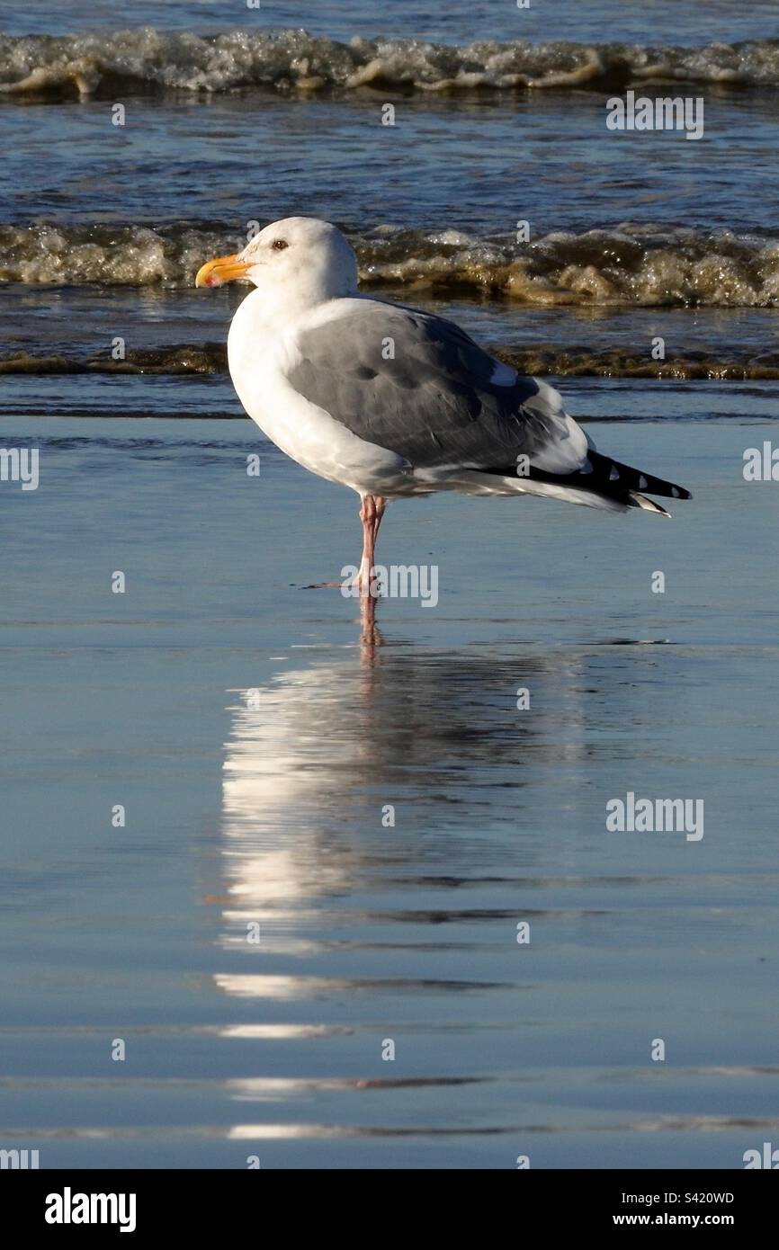 Profile of seagull hi-res stock photography and images - Alamy