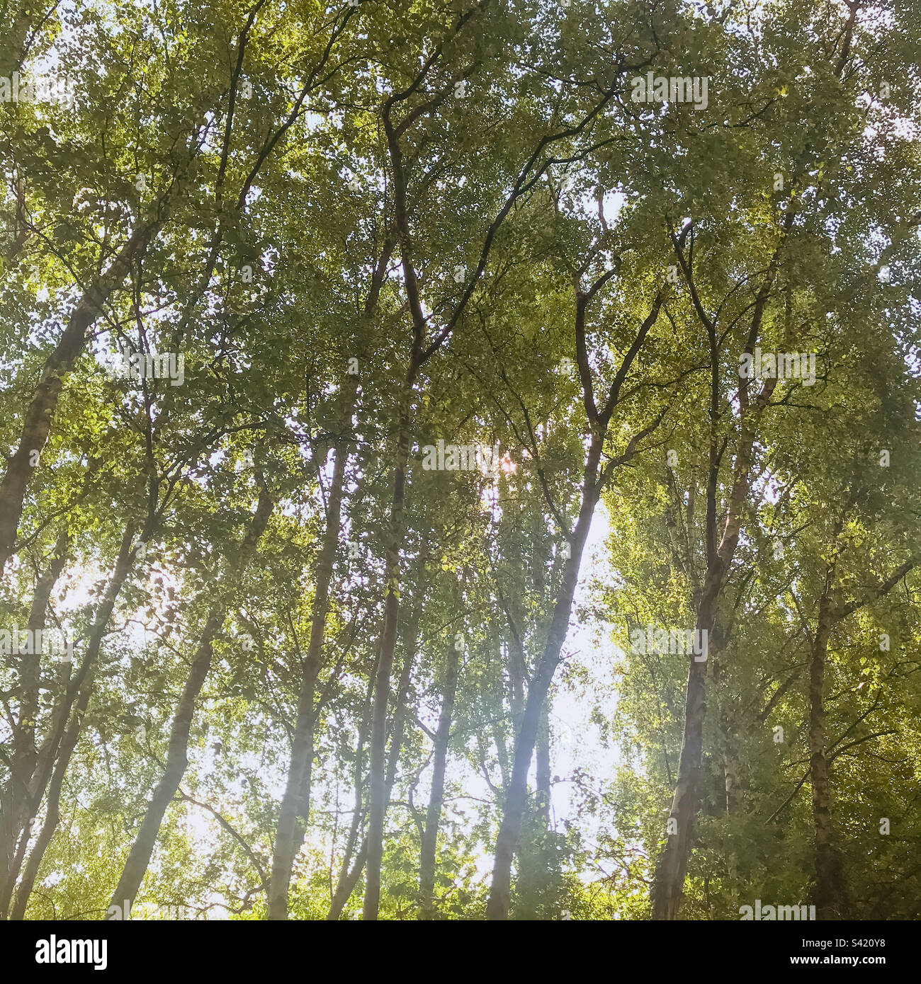 Canopy green spring hi-res stock photography and images - Alamy