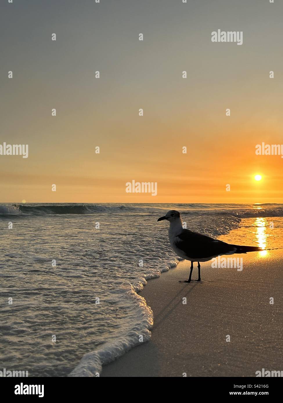 Isolated seagull with beach sunset sky background Stock Photo - Alamy
