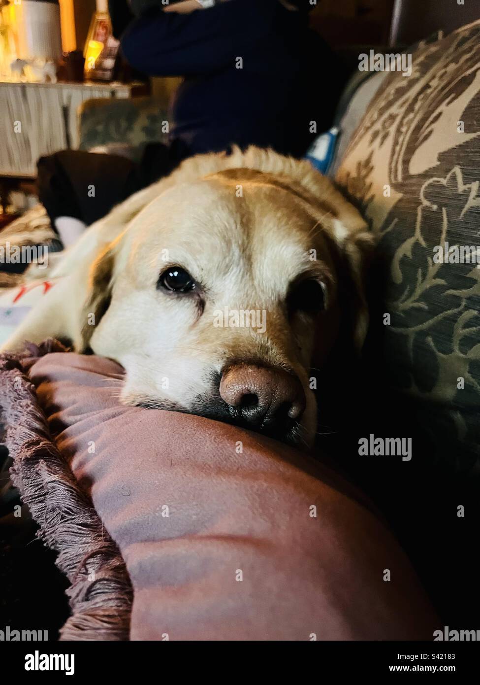 Golden labrador retriever hi-res stock photography and images - Alamy