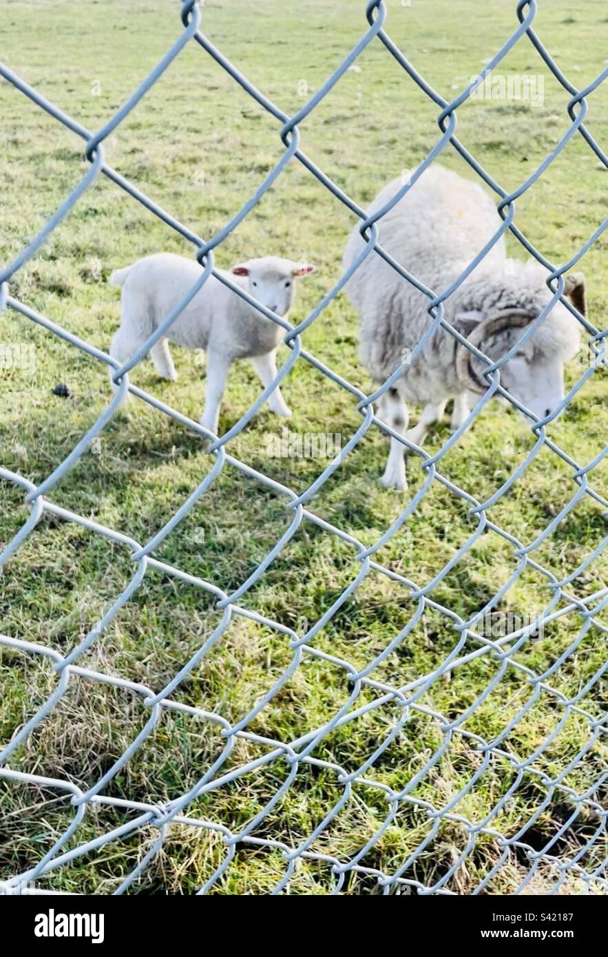Child lamb hi-res stock photography and images - Alamy