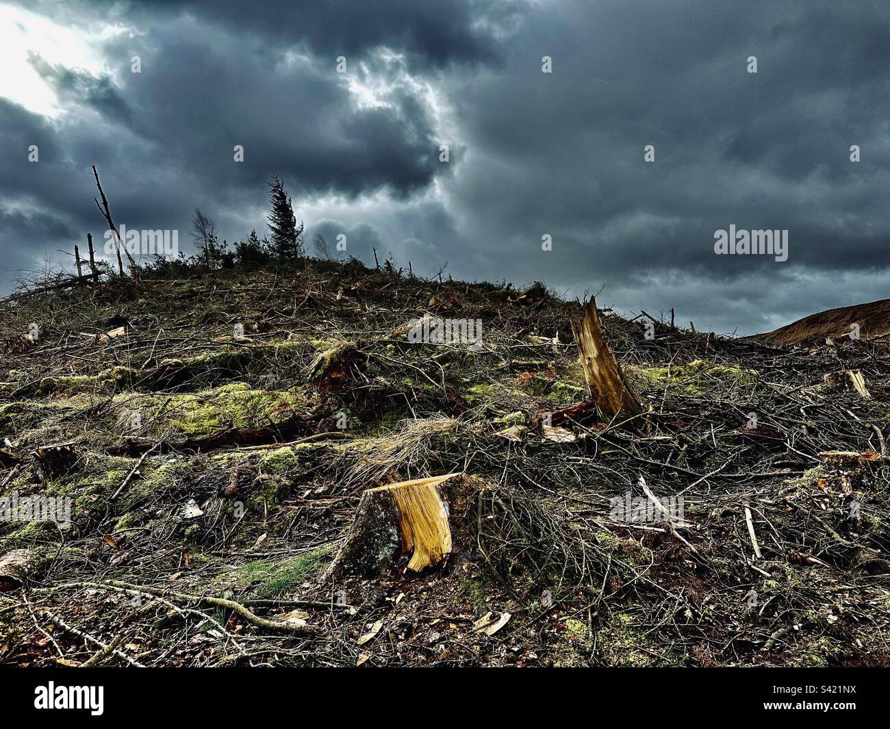 Deforestation- felled due to disease but a sorrowful sight, almost ...