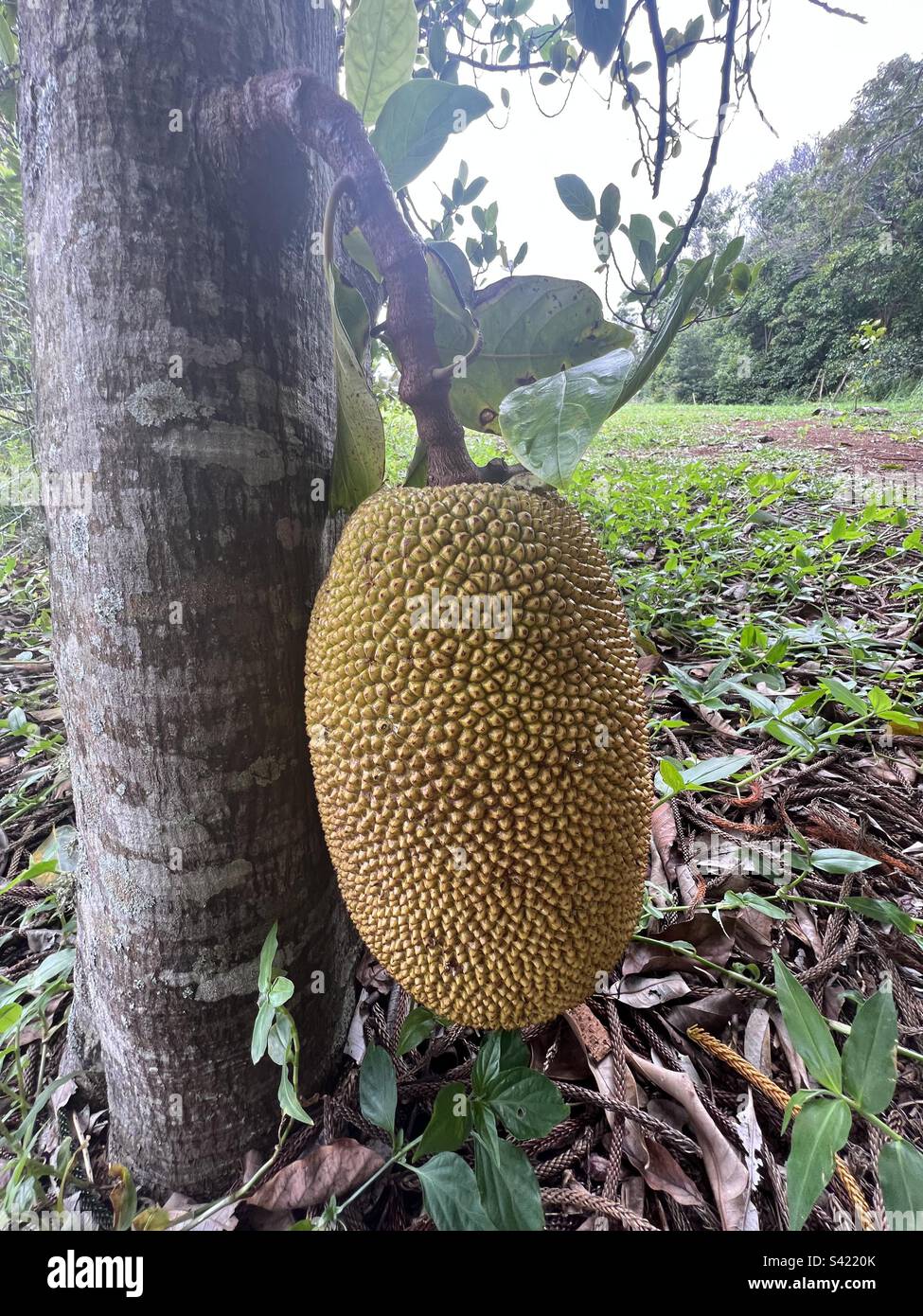 Ripe jackfruit hi-res stock photography and images - Alamy