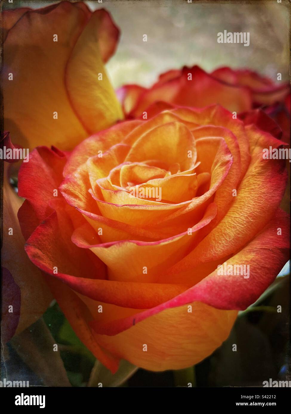 Two tone petals hi-res stock photography and images - Alamy