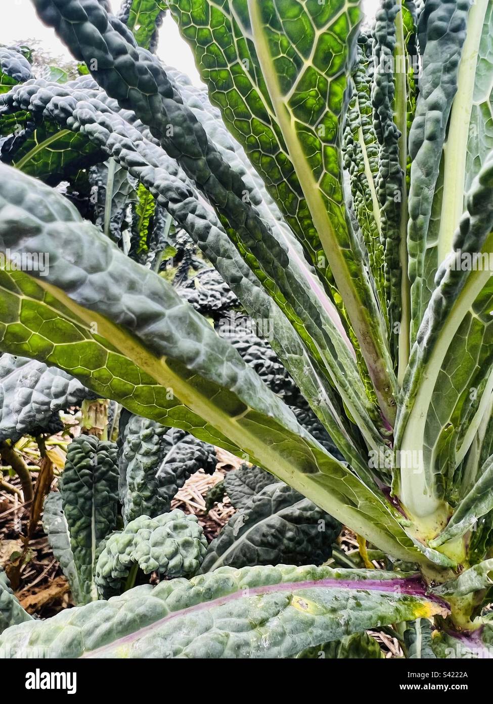 Green dino hi-res stock photography and images - Alamy