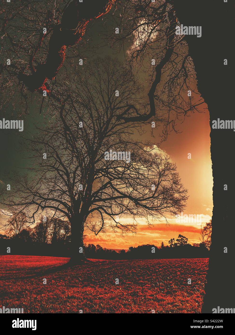 Silhouette park field trees hi-res stock photography and images - Alamy