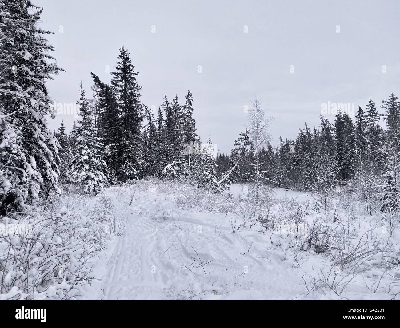 Winter forest of the taiga with snow on spruce trees in Yakutia Stock ...