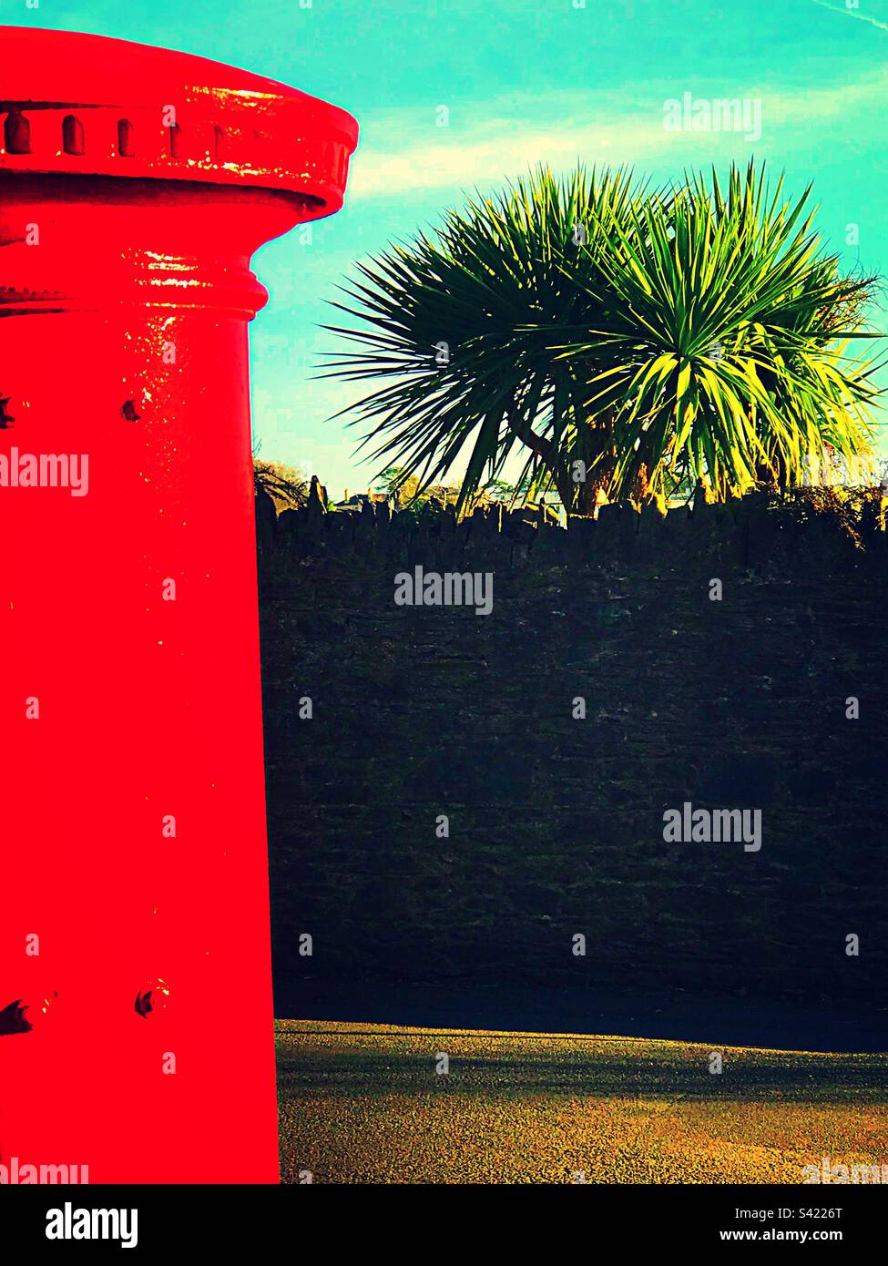 Red post box and Torbay Palm tree in road in Torquay Devon Stock Photo ...