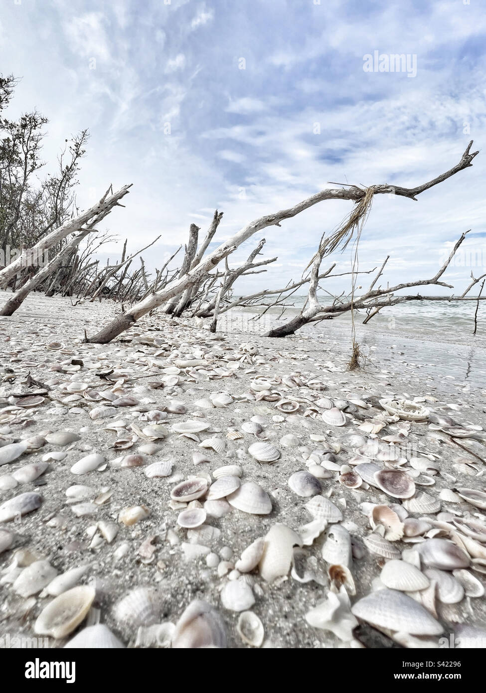 Florida hurricane damaged trees hi-res stock photography and images - Alamy