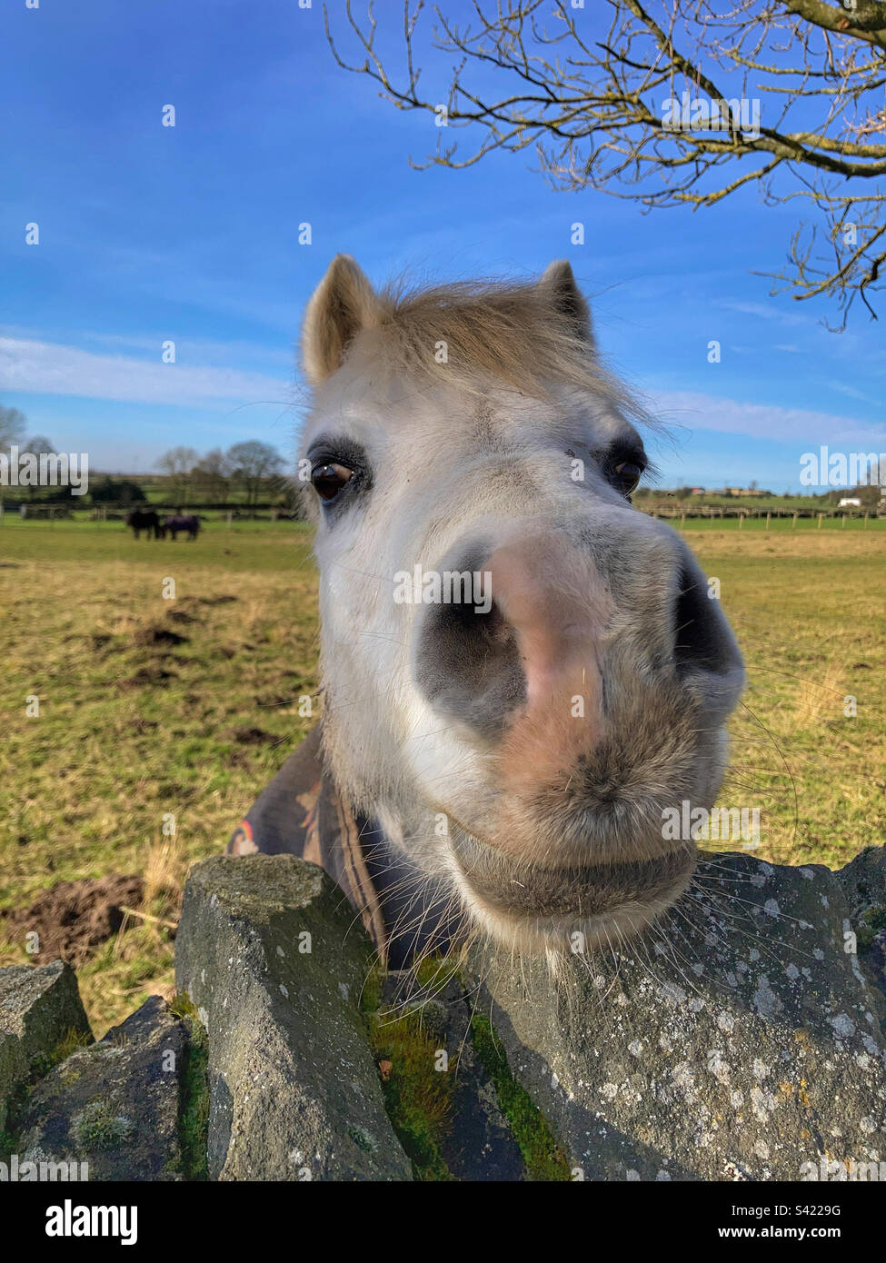 Nosey horse looking over a drystone wall Stock Photo - Alamy