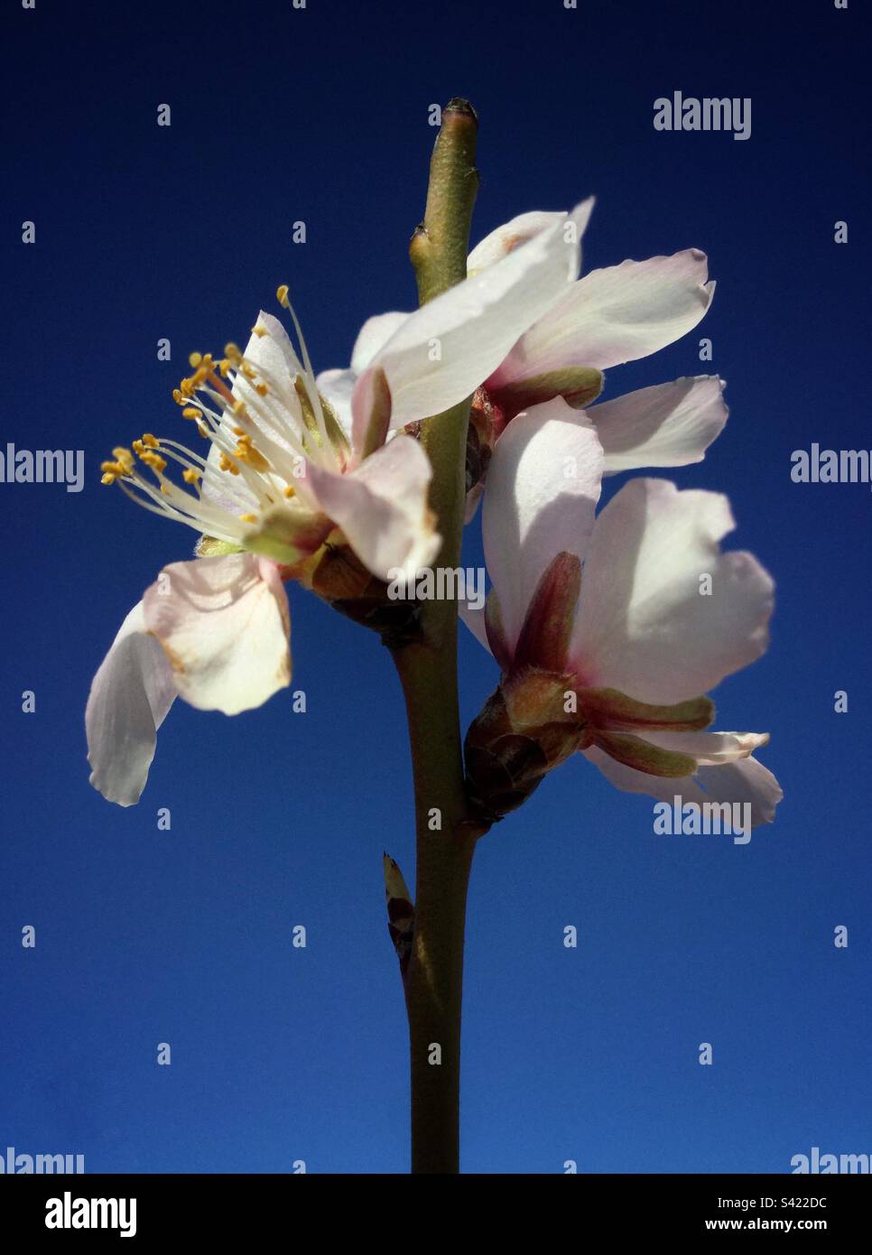 Almond trees in flower, Catalonia, Spain Stock Photo - Alamy