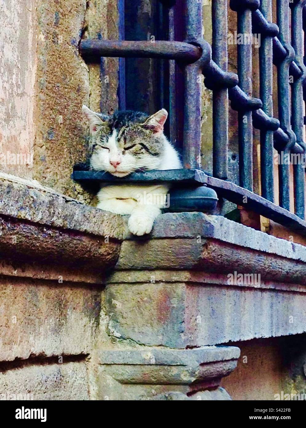 Kitty taking a nap hi-res stock photography and images - Alamy