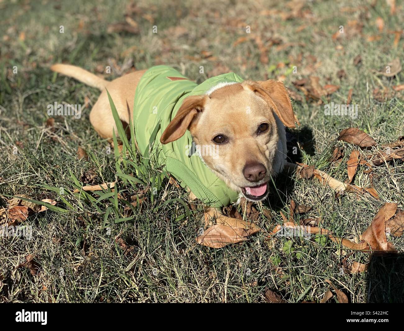 Dog fall hi-res stock photography and images - Alamy
