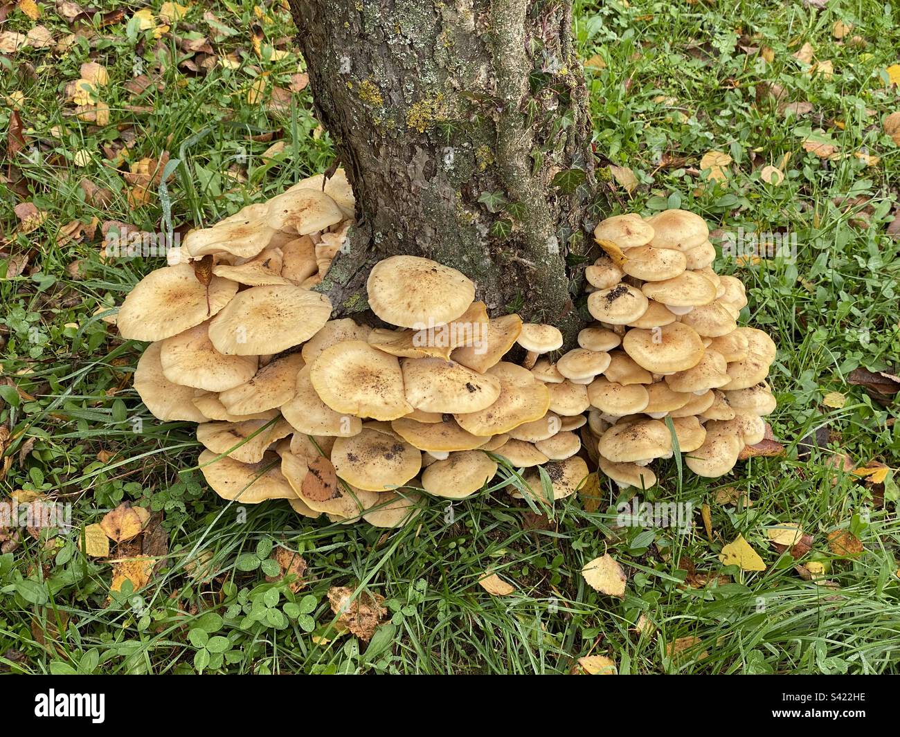 Hallimasch hi-res stock photography and images - Alamy