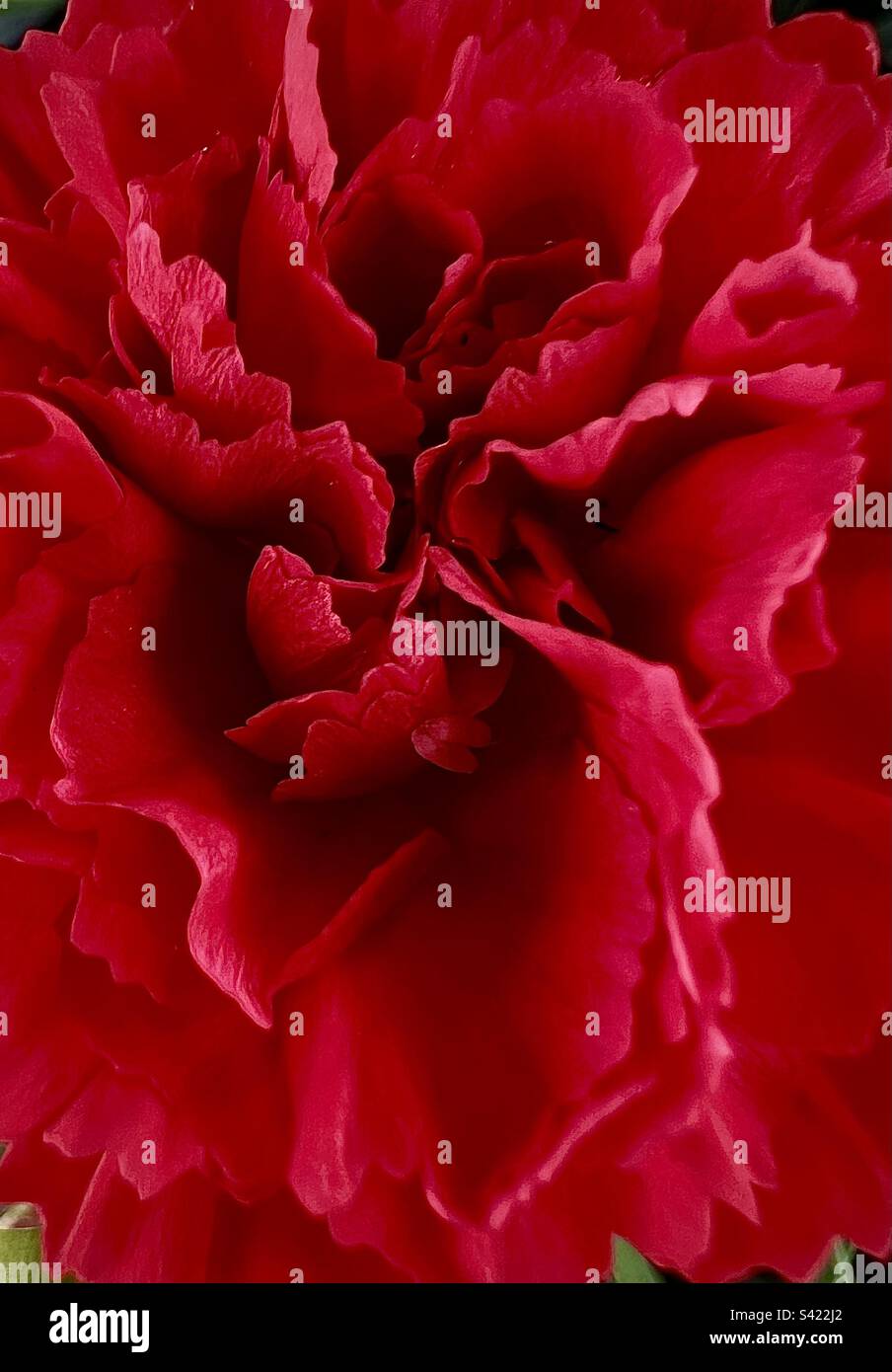 Red carnation hi-res stock photography and images - Alamy
