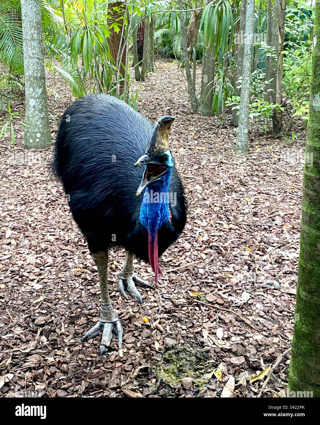 Emu, the second largest bird in the world, from Australia Stock Photo ...