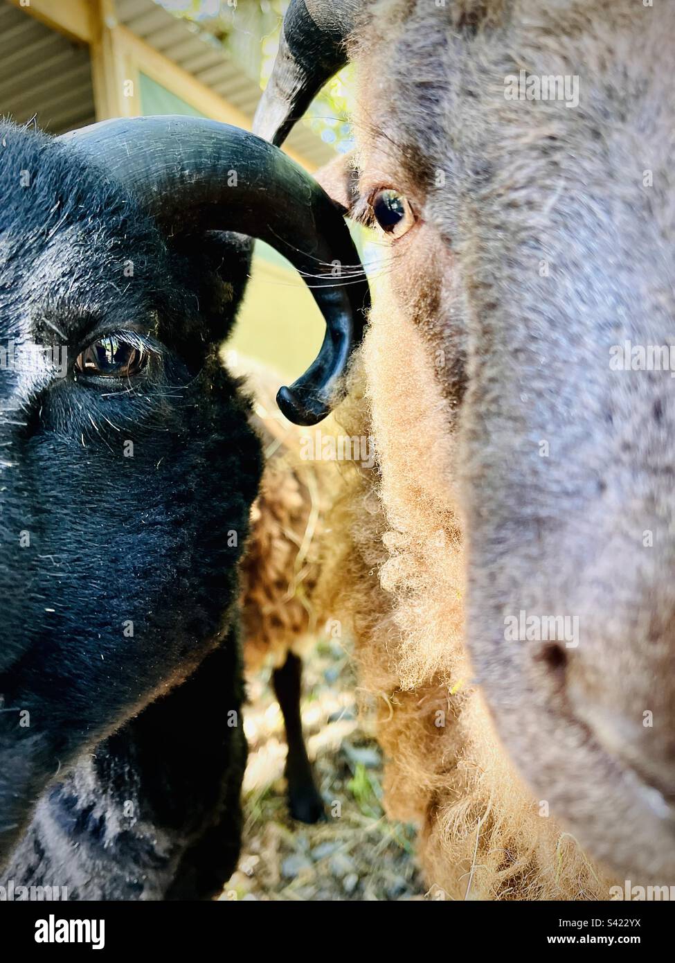 Goat sweden hi-res stock photography and images - Alamy