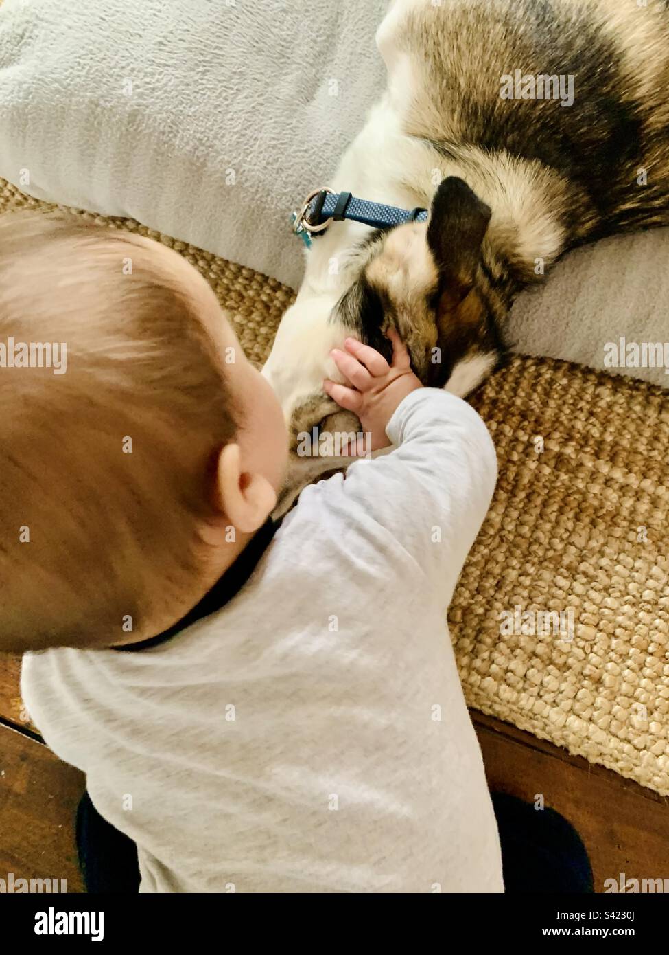 Baby hug dog hi-res stock photography and images - Alamy