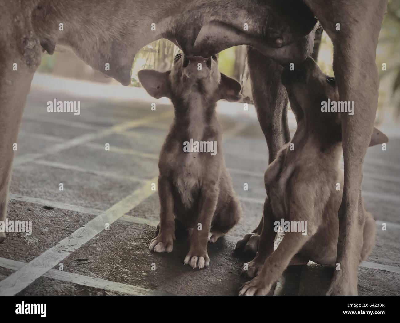 Mother dog feeding her puppies. Inflation have also affected to poor animals who lives in ...