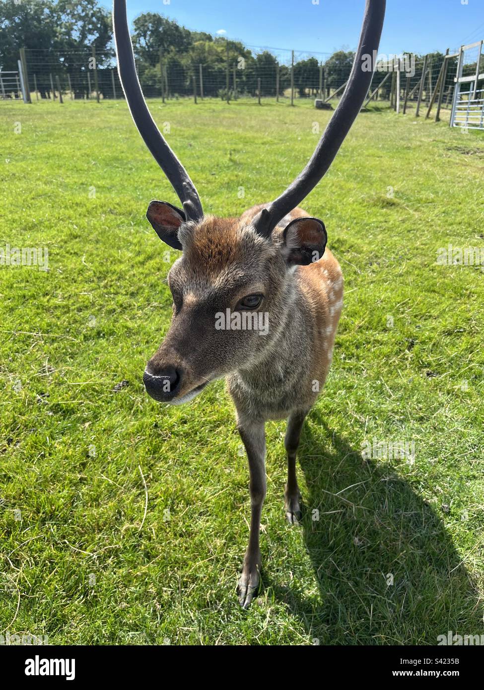 Deer farm hi-res stock photography and images - Alamy