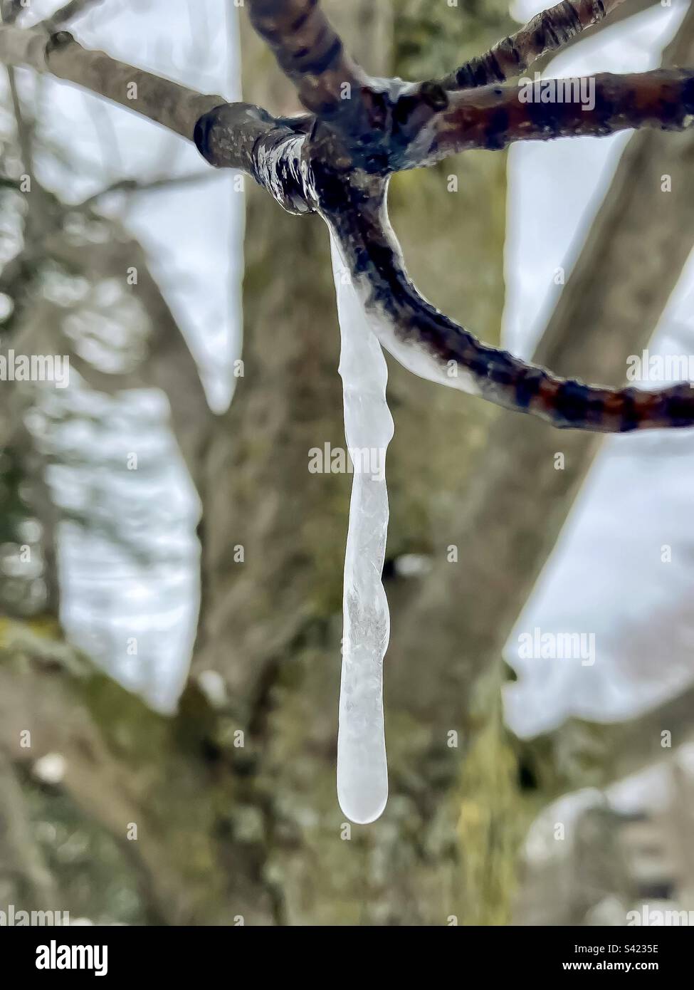 Icicle tree hi-res stock photography and images - Alamy